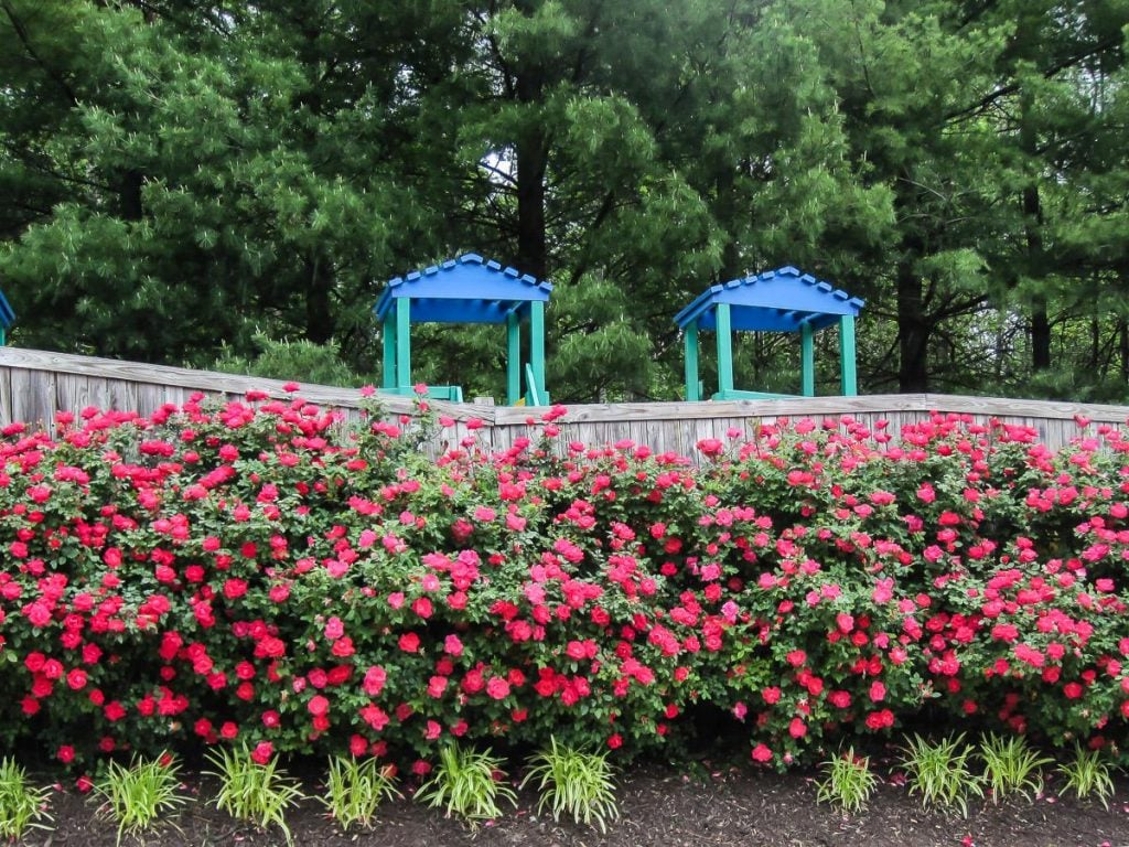 Staff Picks: The 5 Best Roses for Landscaping - Big Rock Landscaping