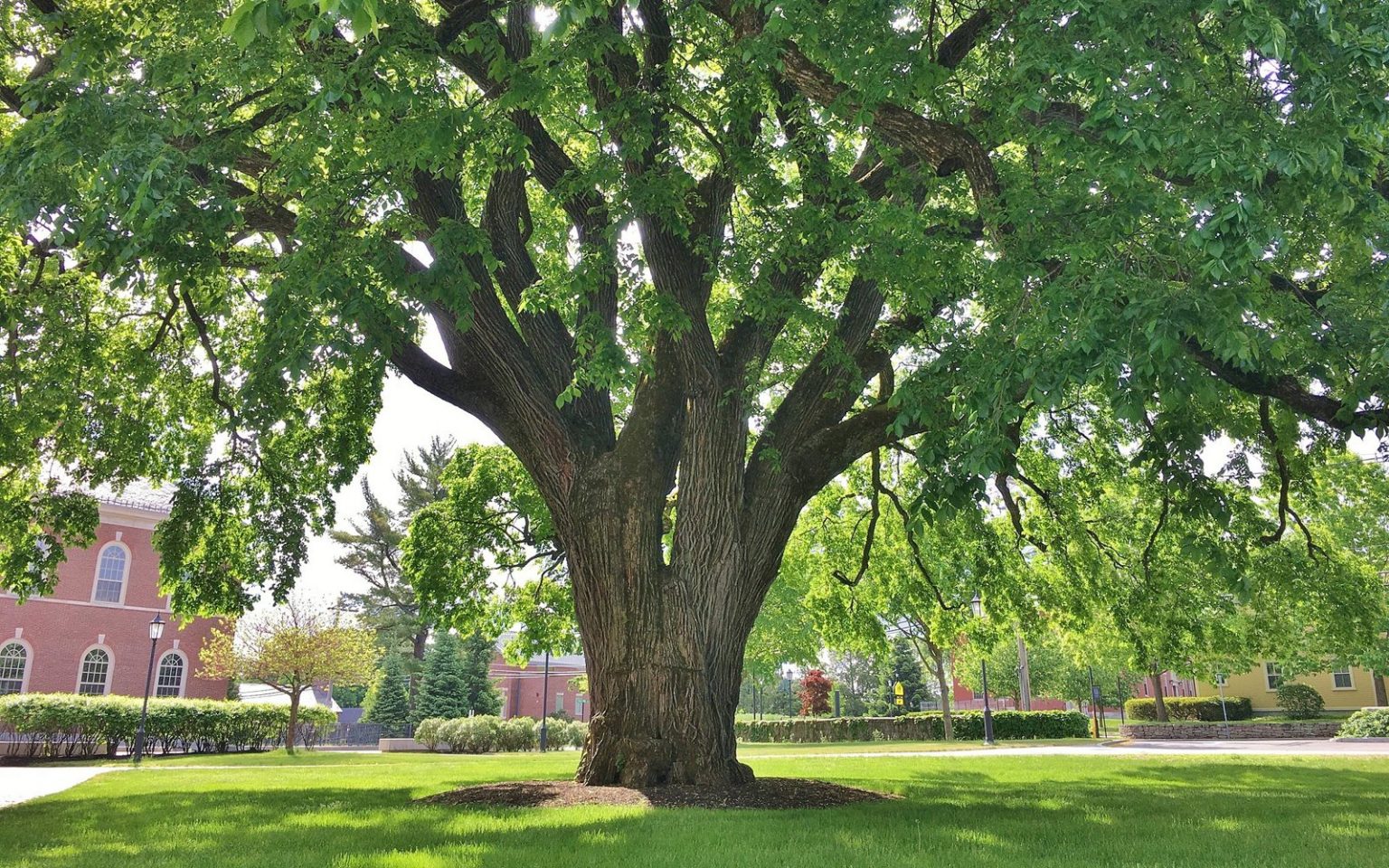 The Best Trees For Utah Yards By Zone - Big Rock Landscaping