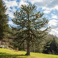 The Best Trees For Utah Yards By Zone - Big Rock Landscaping