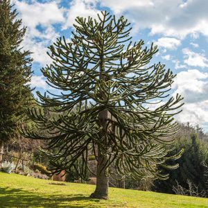The Best Trees For Utah Yards By Zone - Big Rock Landscaping