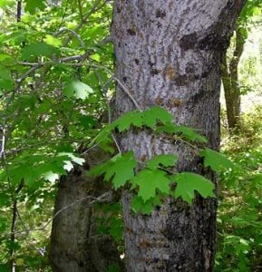 The Best Trees For Utah Yards By Zone - Big Rock Landscaping