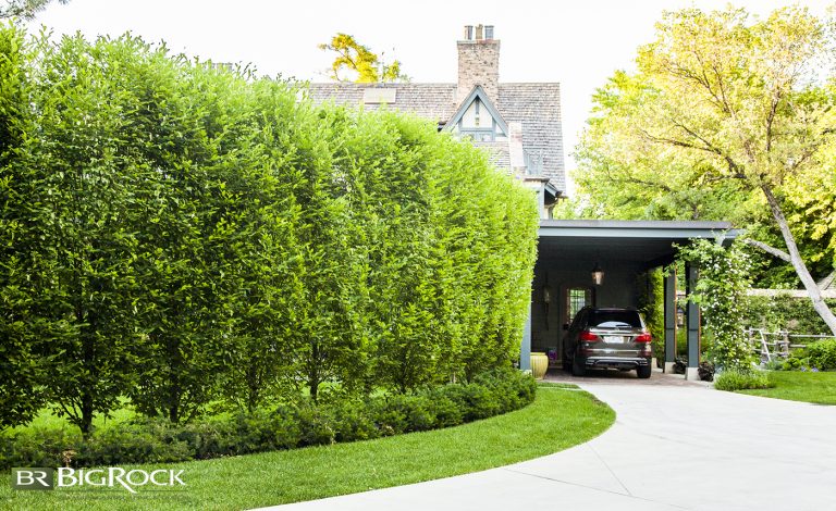 The Best Trees For Utah Yards By Zone - Big Rock Landscaping