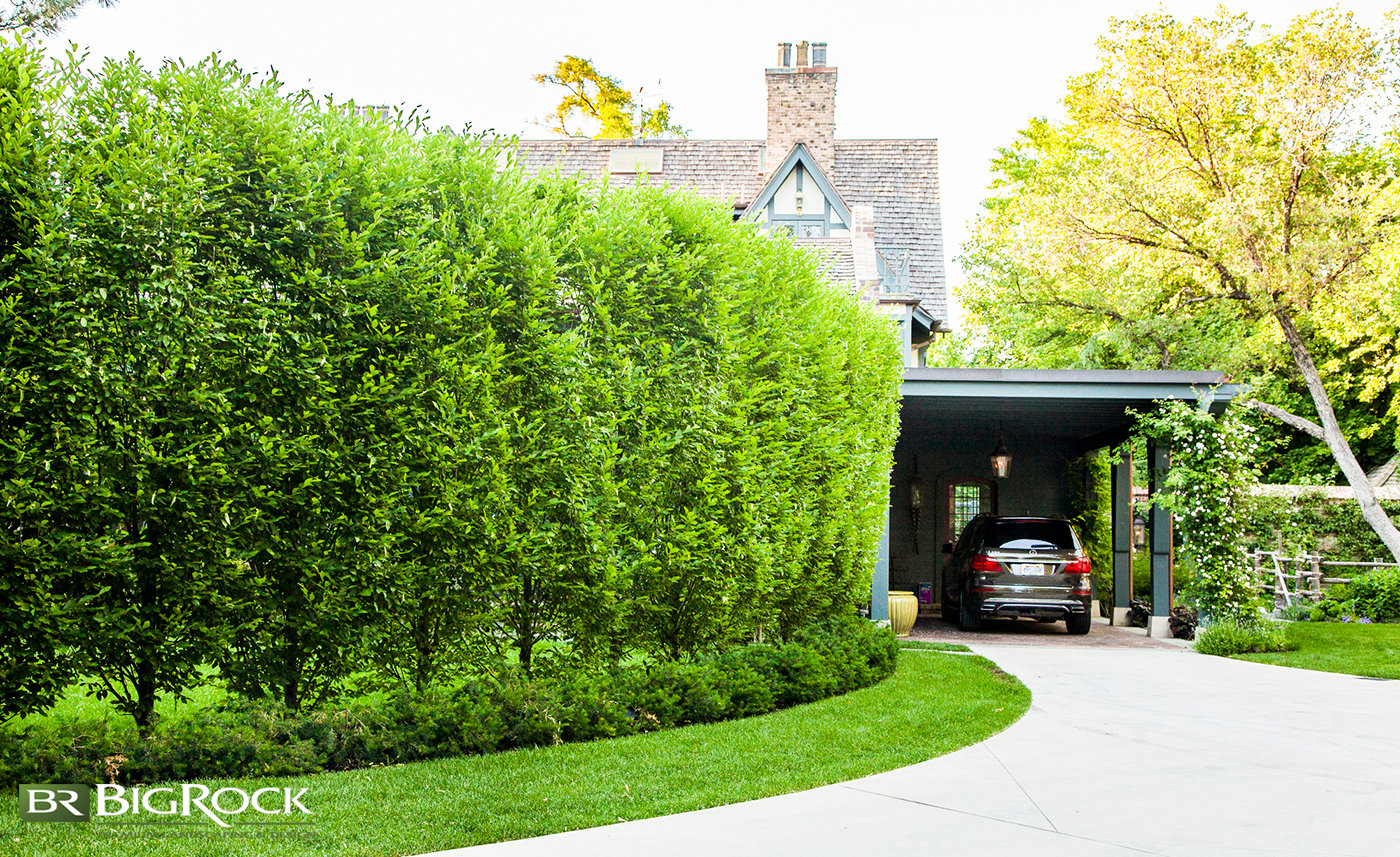 The Best Trees For Utah Yards By Zone - Big Rock Landscaping