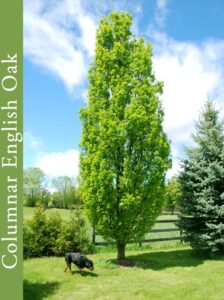 The 5 Best Trees for Utah Landscaping That Are Drought-Resistant and ...