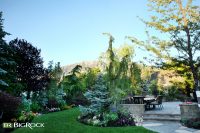 The 5 Best Trees for Utah Landscaping That Are Drought-Resistant and ...
